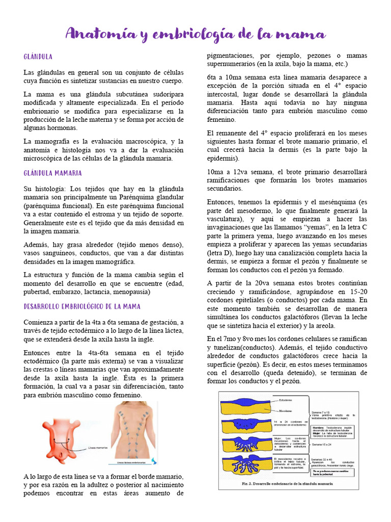 Anatomía y Embriología de La Mama UDP | PDF | Pecho | Cáncer de mama