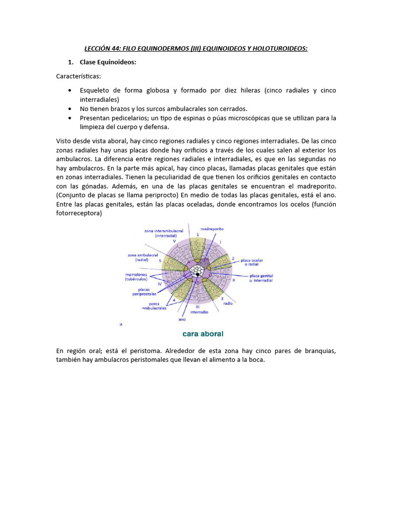 Lección 44 Equinodermos III | PDF | Anatomía | Organismos Lección 44 Equinodermos III | PDF | Anatomía | Organismos