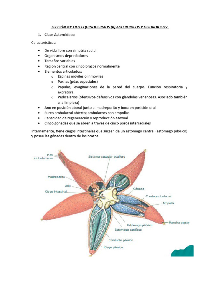 Asteroideos y Ofiuroideos: Claves | PDF | Organismos