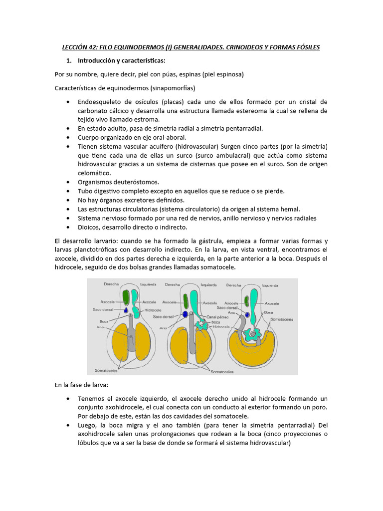 Lección 42 Equinodermos | PDF | Anatomía