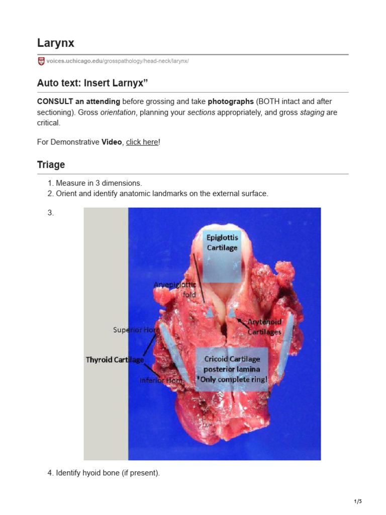 Voices Uchicago Edu-Larynx | PDF | Larynx | Human Throat