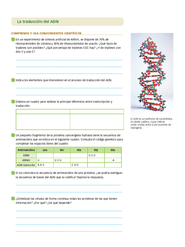 D-4º Prac-Act - Cyt-Und 6 | PDF | Adn | Codigo genetico
