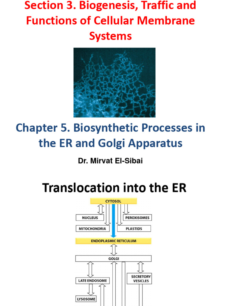 5 Co Translational Translocation | PDF | Protein Targeting ...