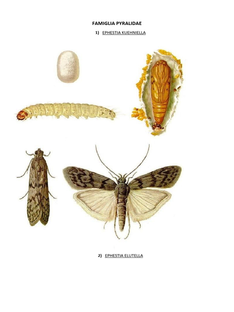 Ephestia Kuehniella | PDF
