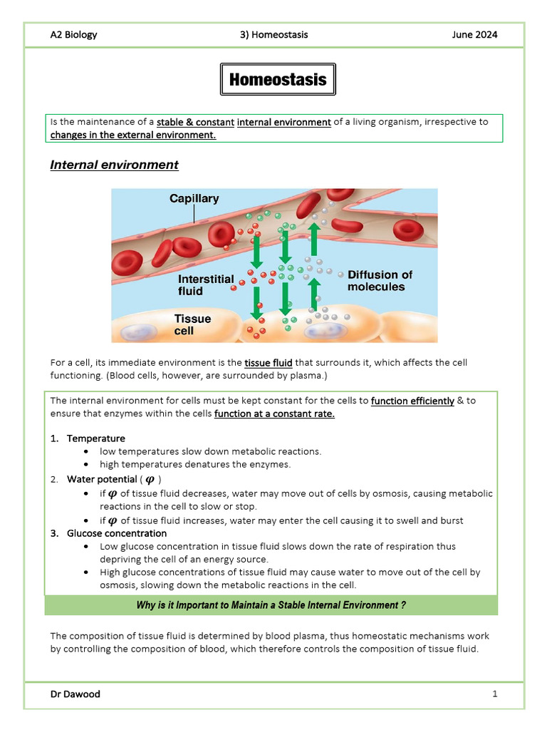 CH 3 - Homeostasis | PDF | Kidney | Homeostasis
