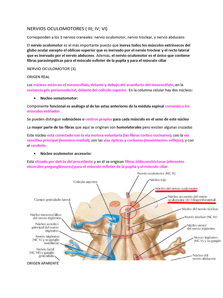 Nervios Oculomotores: Anatomía y Función | PDF | Neuroanatomía ...