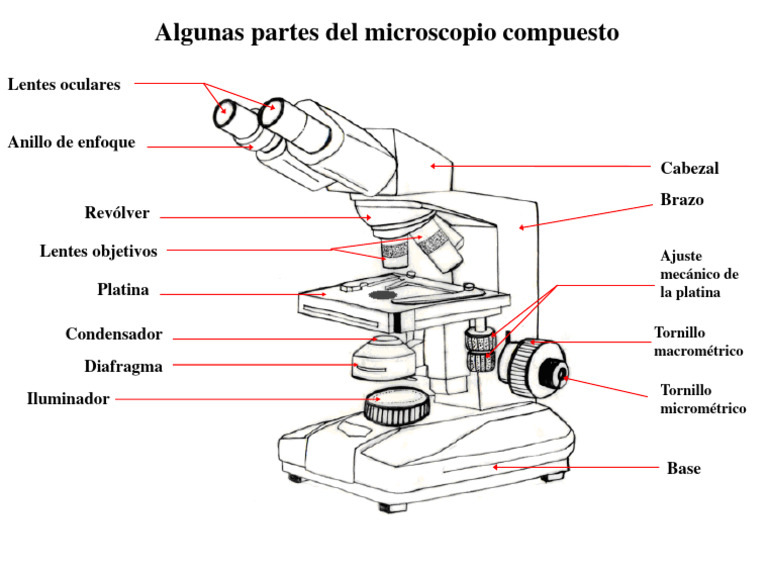 Partes del Microscopio Compuesto | PDF