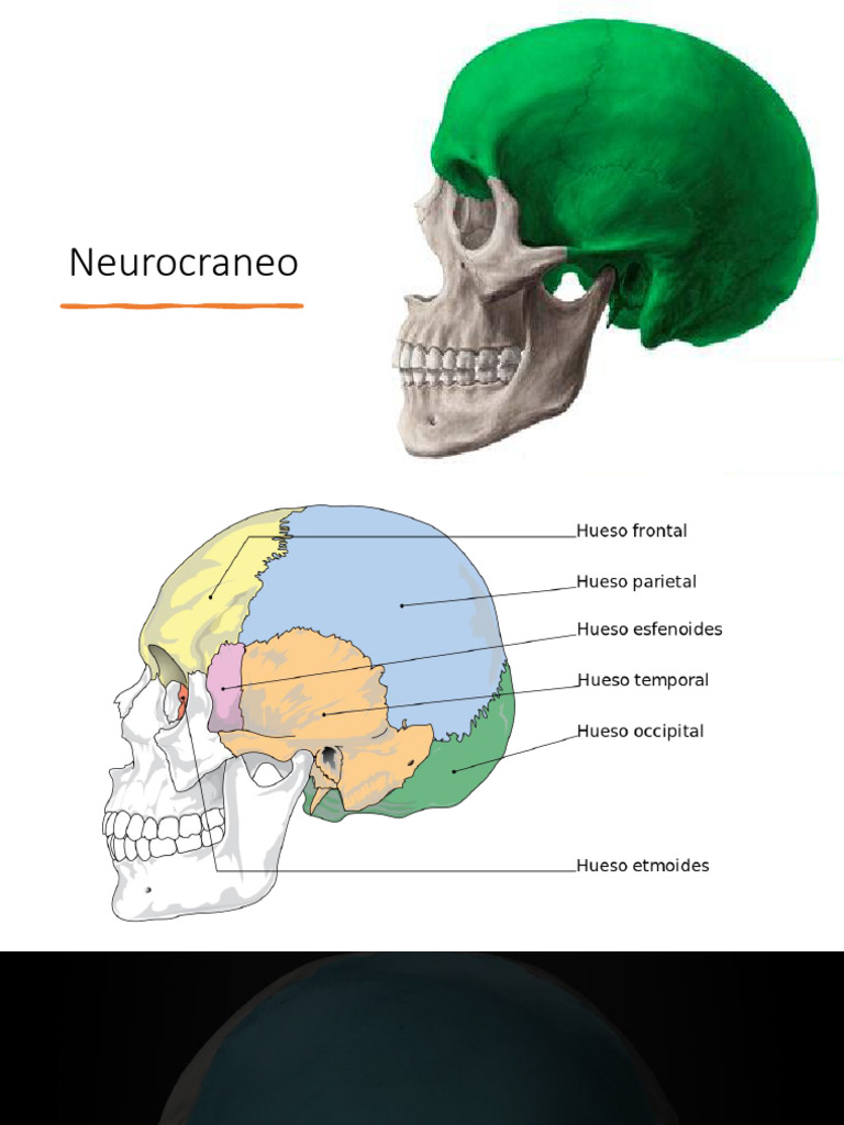 Neurocraneo | PDF