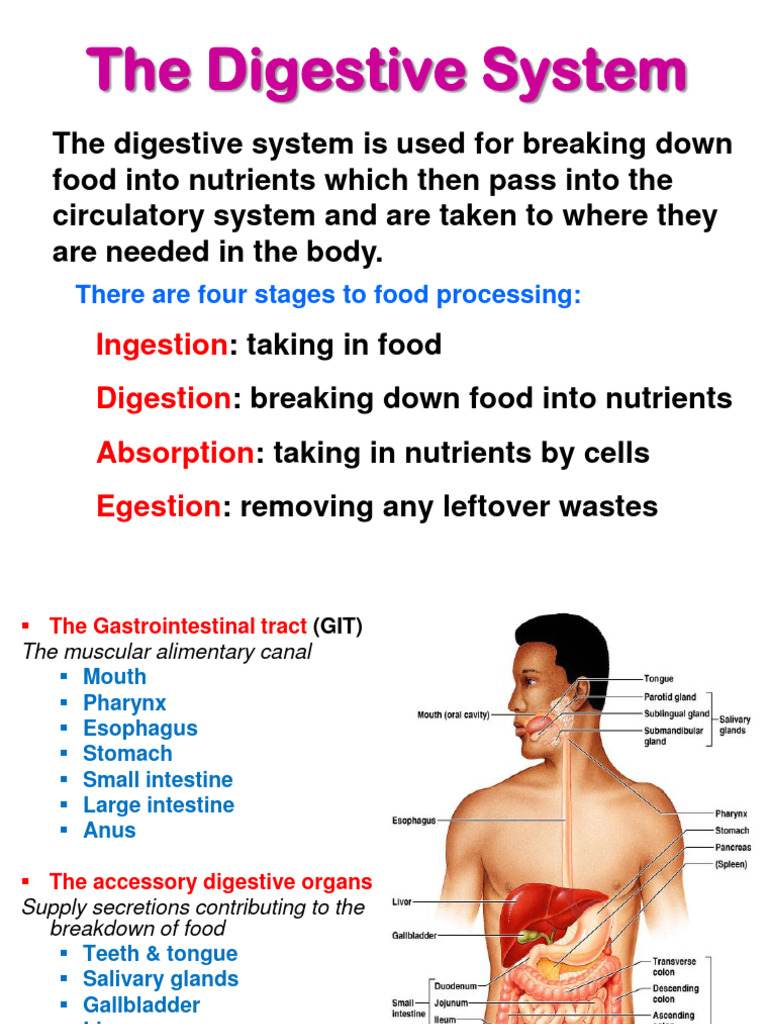 4-The Digestive System P | PDF | Digestion | Gastrointestinal Tract