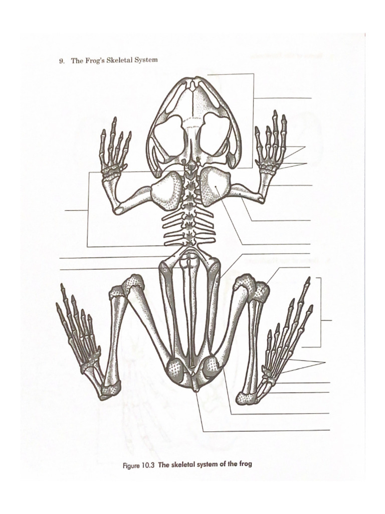 The Frog's Skeletal System | PDF