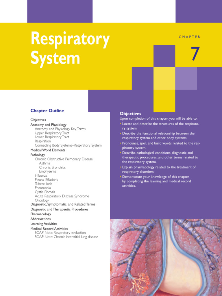 Respiratory System | PDF | Lung | Respiratory Diseases