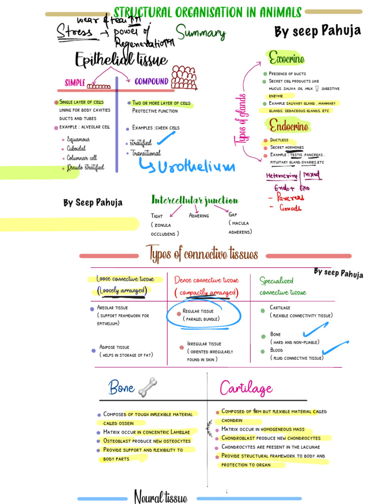 Overview of Animal Tissue Types | PDF | Epithelium | Tissue (Biology)