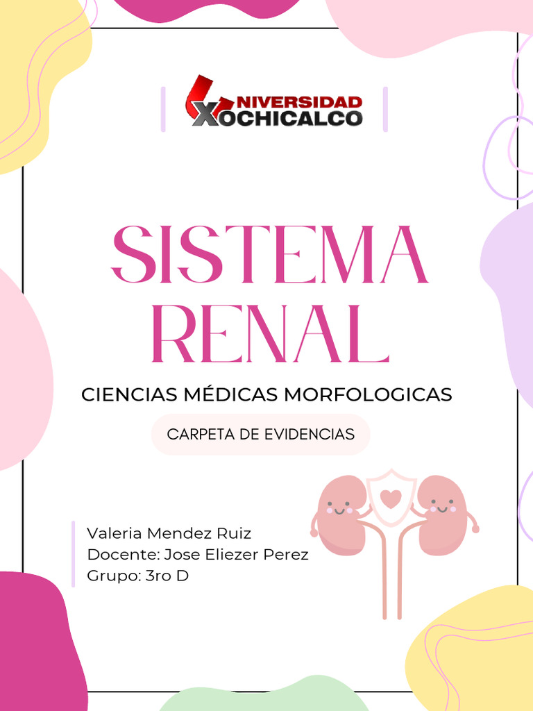 carpeta morfo | PDF | Riñón | Anatomía