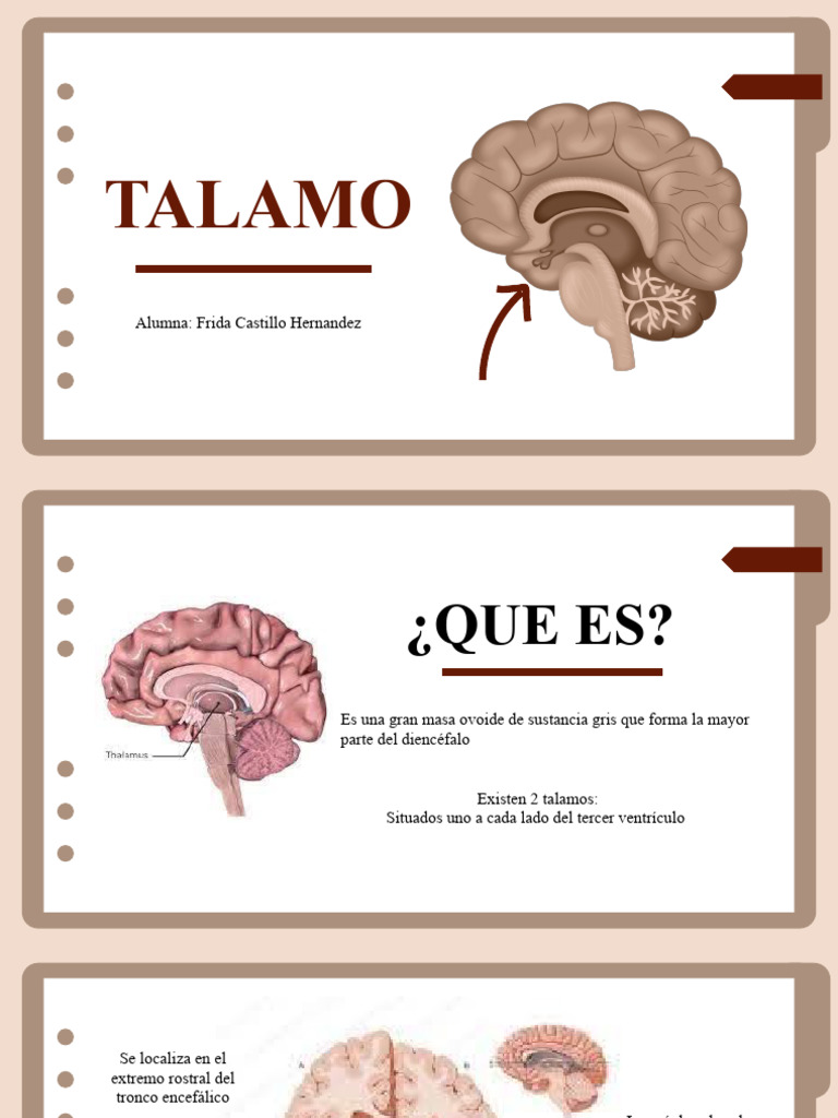 Funciones y Estructura del Tálamo | PDF | Tálamo | Hipotálamo