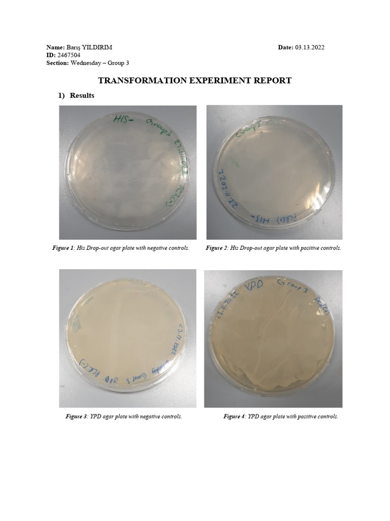 Transformation Report | PDF | Transformation (Genetics) | Dna Ligase