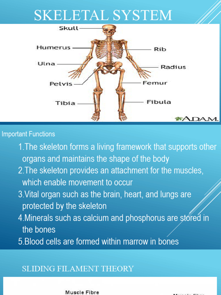 Skeletal System | PDF