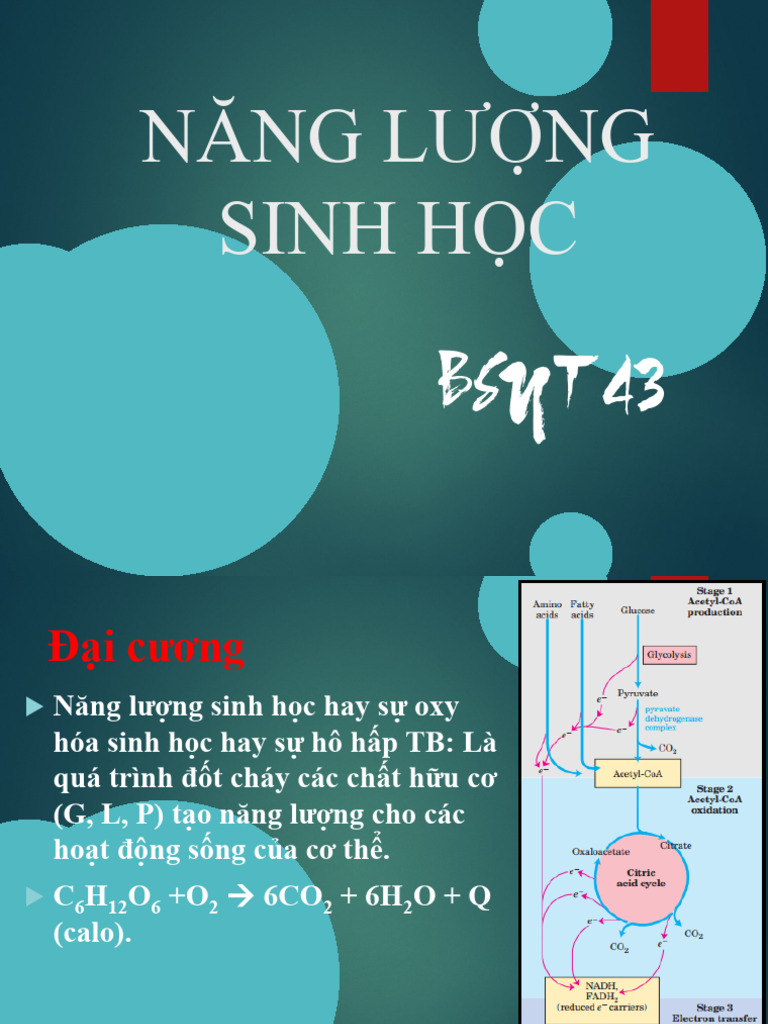 Năng Lượng Sinh Học - Nht | PDF