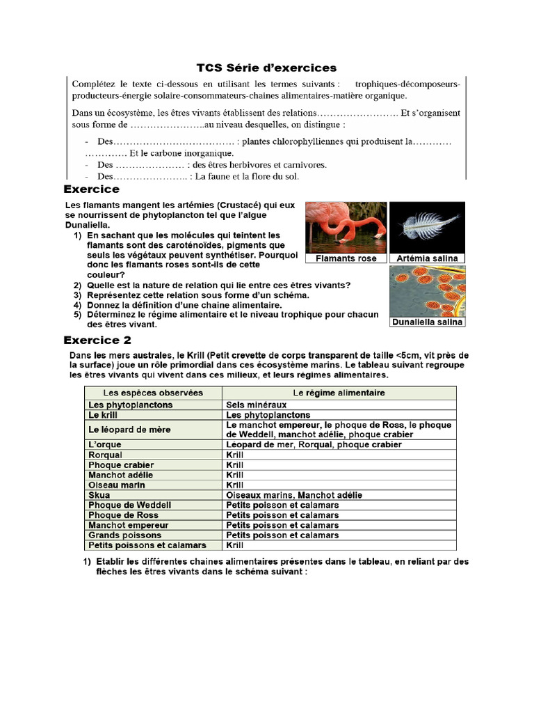 Exercices sur la chaîne alimentaire | PDF