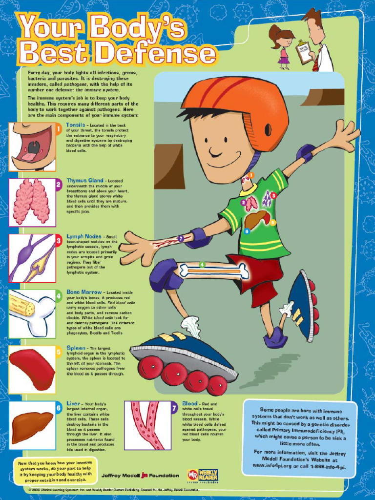 Immune System Poster | PDF | Infection | Immune System
