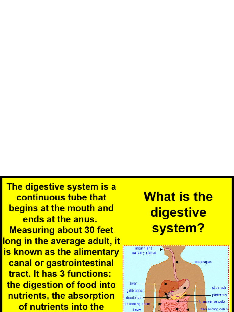 Digestive System | PDF | Stomach | Human Digestive System