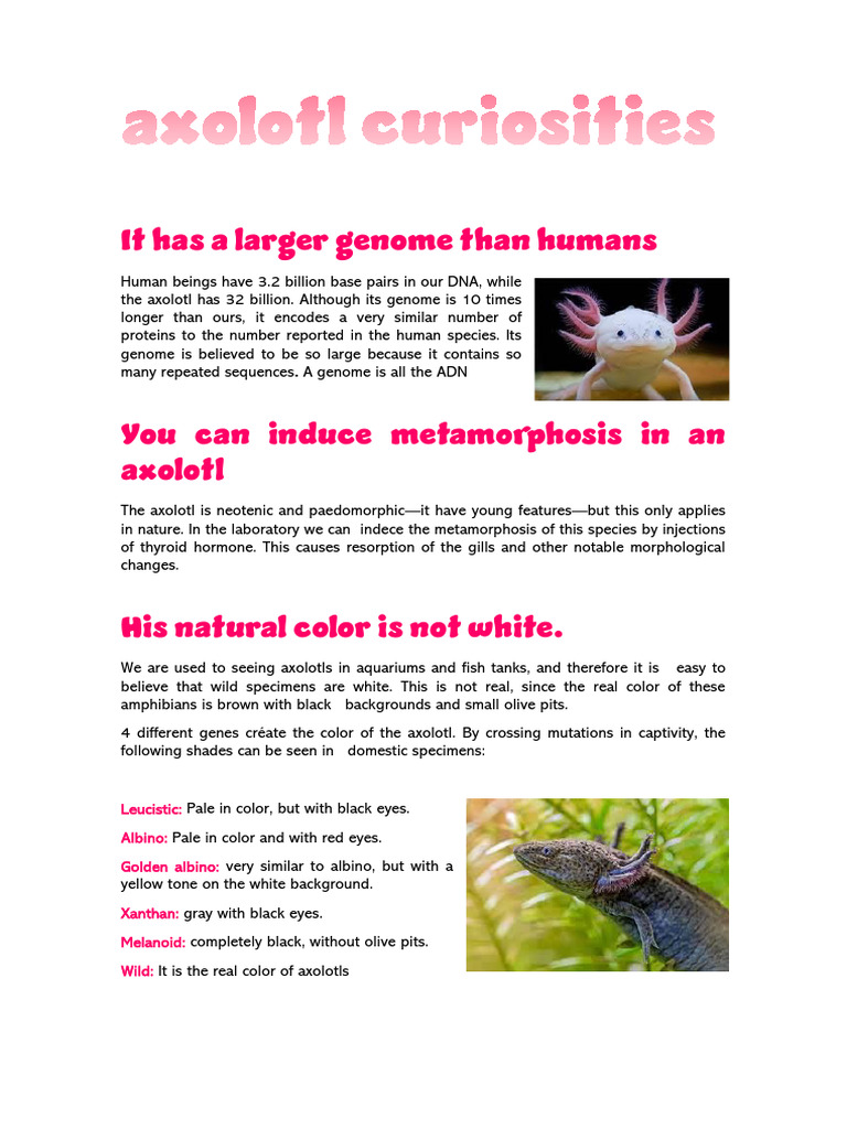 axolotl curiosities 2 | PDF