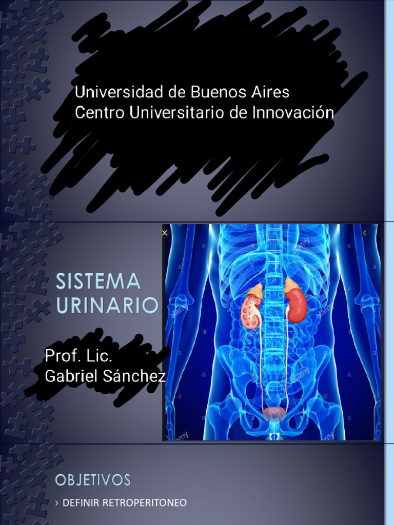 Sistema Urinario | PDF | Riñón | Sistema urinario