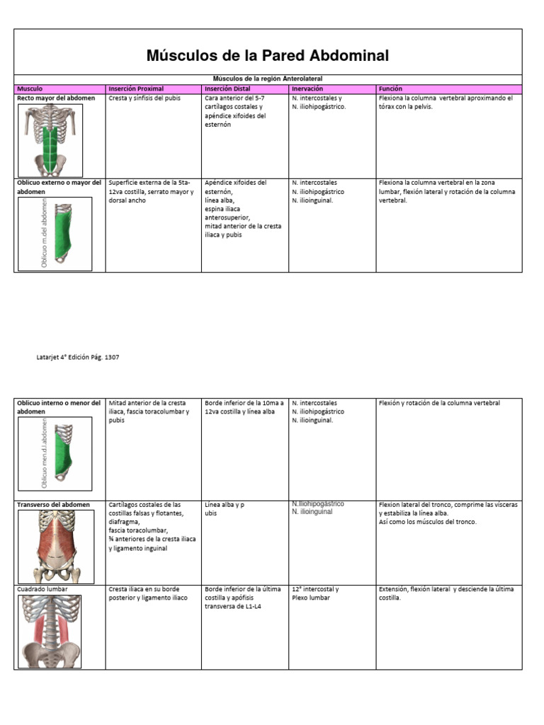 Musculos de La Pared Abominal | PDF | Abdomen | Sistema musculoesquelético