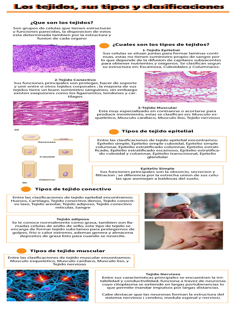 Paxtian - EF - 1E - Infografia-Tipos de Tejido | PDF | Epitelio | Músculo esquelético