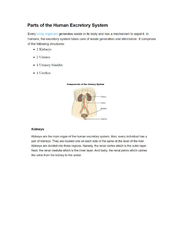 Excretory System Structure and Function | PDF