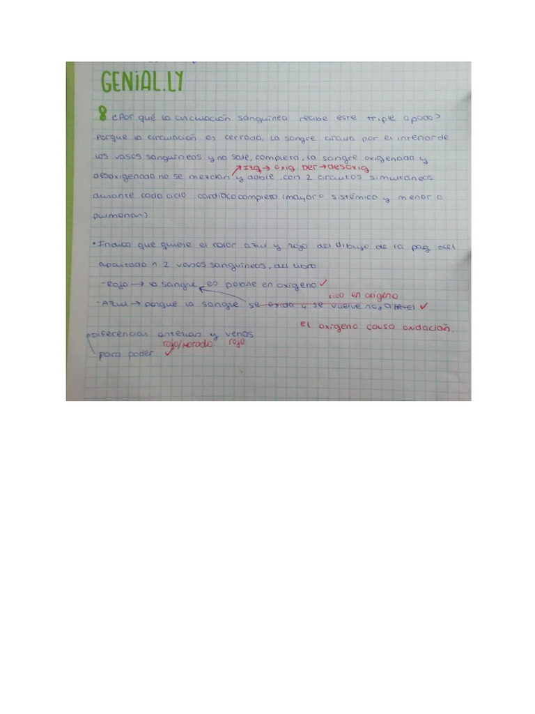 Esquema Circulación Sanguínea | PDF