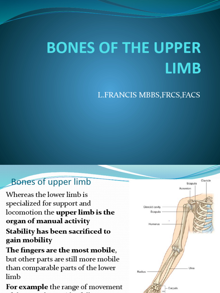 Bones of The Upper Limb | PDF | Hand | Human Anatomy