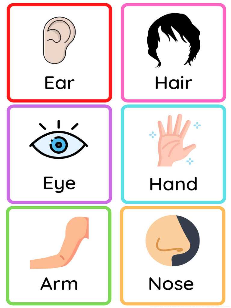 Flashcards Parts of The Body | PDF