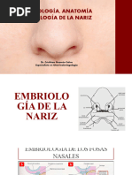 Anatomía Nariz. | PDF | Nariz humana | Cabeza y cuello humanos
