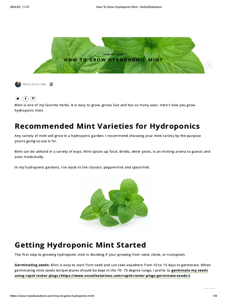 How To Grow Hydroponic Mint - NoSoilSolutions | PDF | Hydroponics | Plants