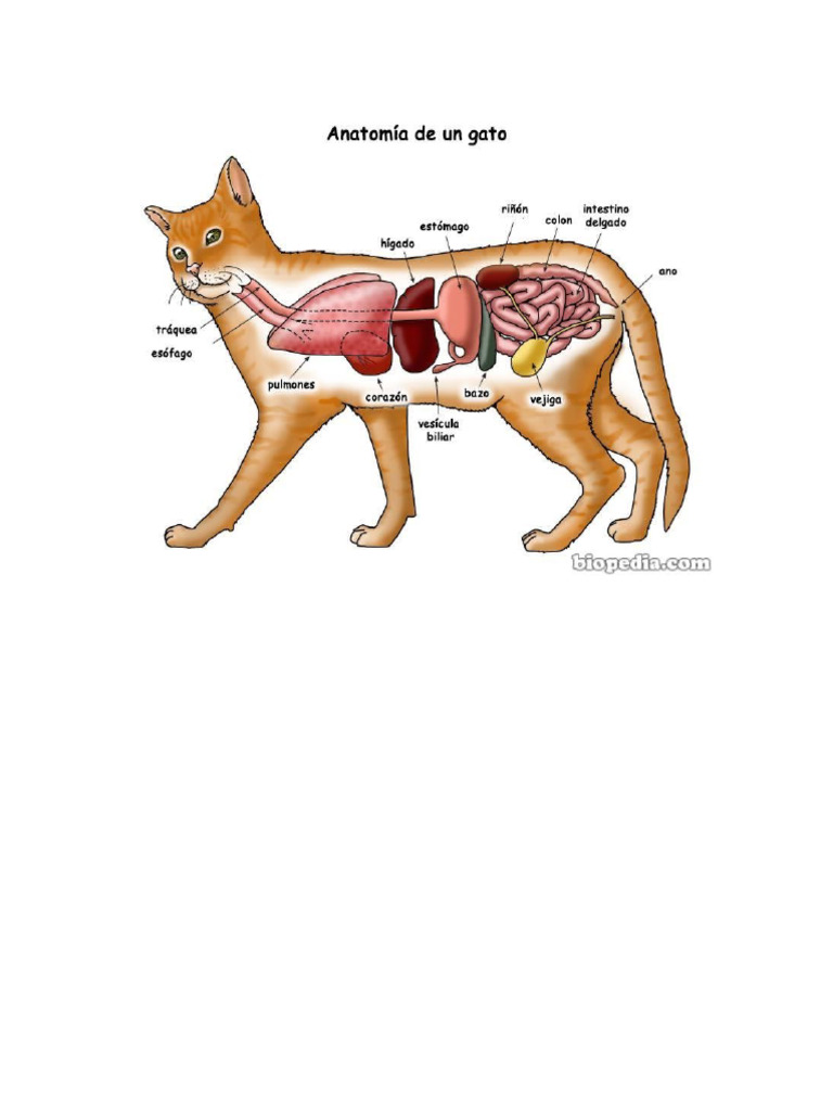 ANATOMIA DEL GATO | PDF