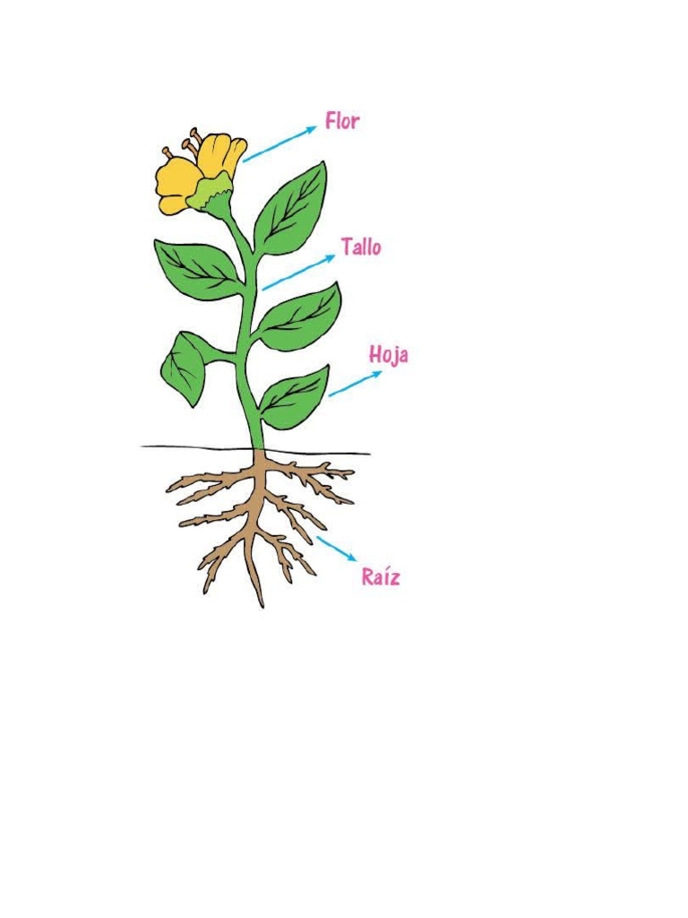 Partes de Una Planta | PDF