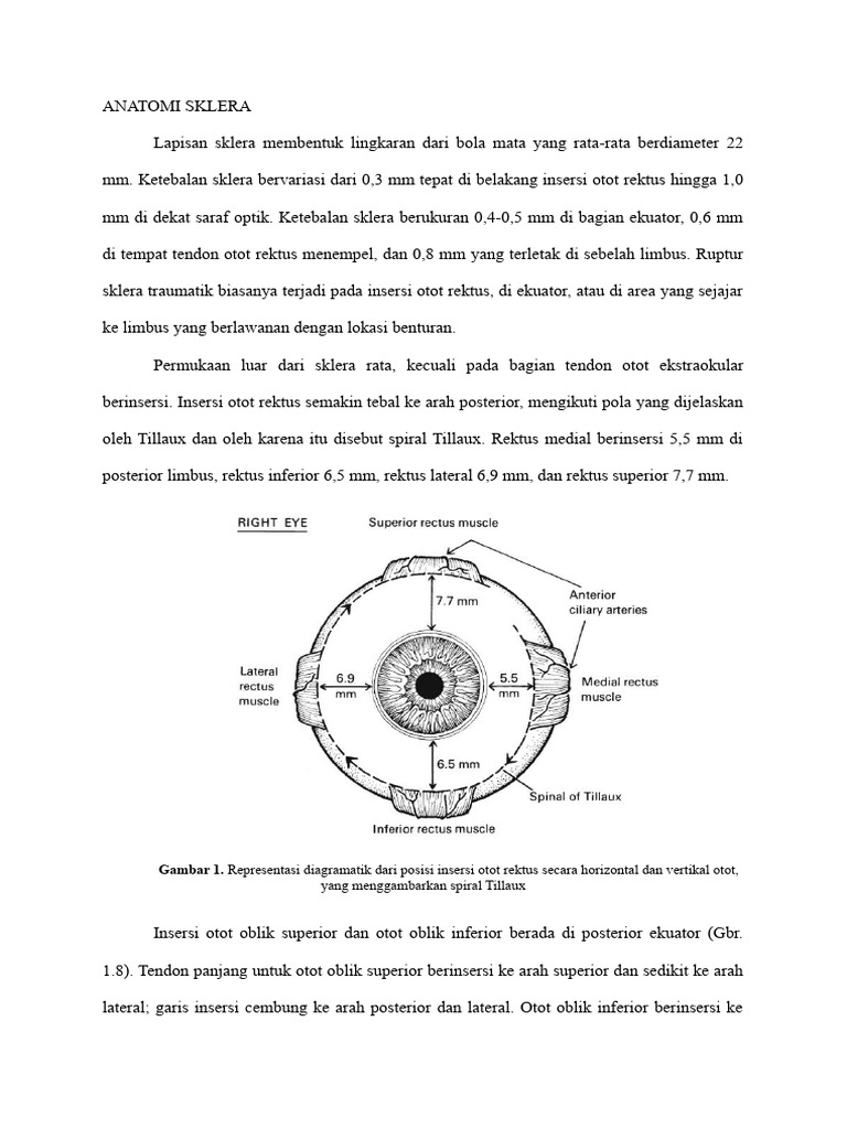 Anatomi dan Struktur Sklera Mata | PDF | Ilmu Sosial | Sains & Matematika