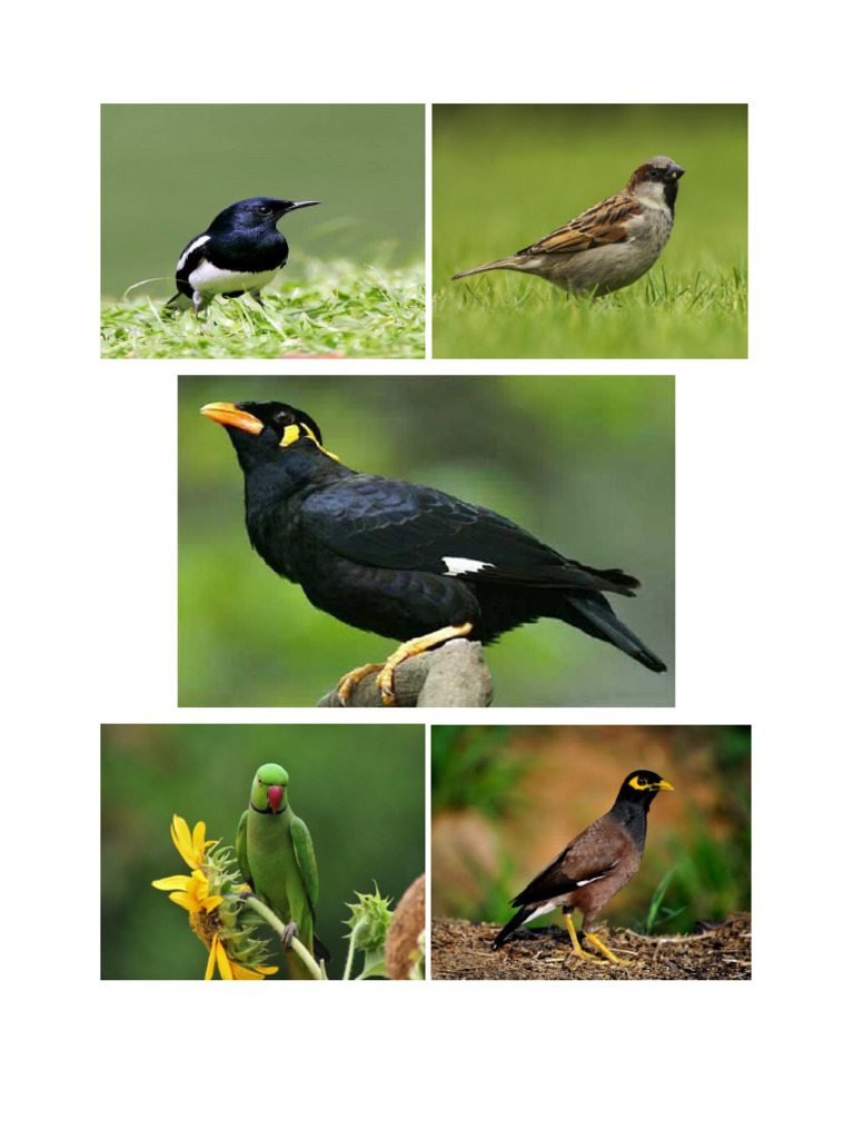 Birds | PDF