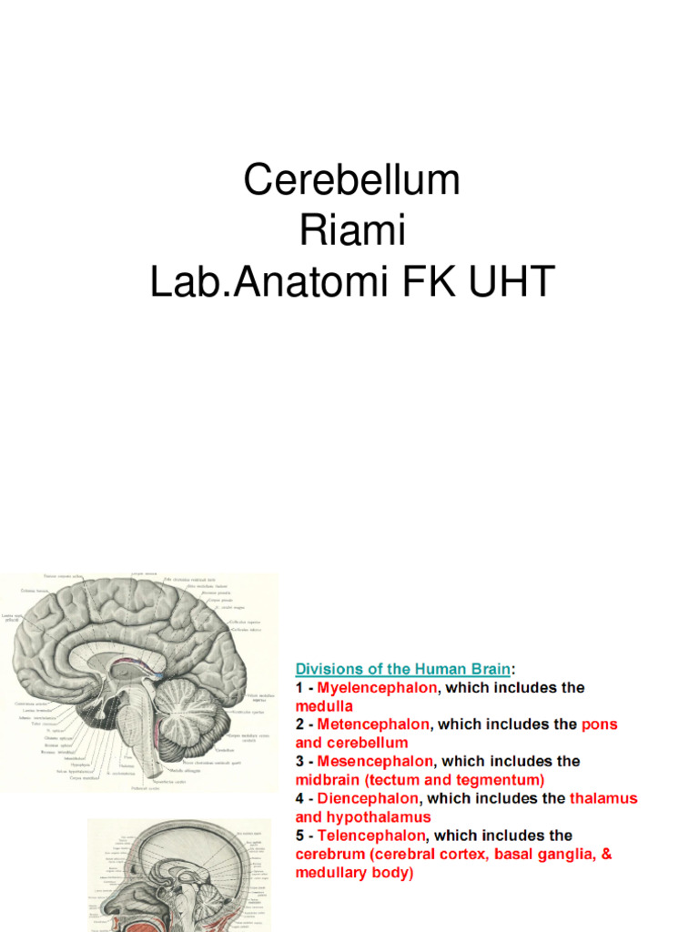 Cerebellum | PDF | Cerebellum | Brainstem