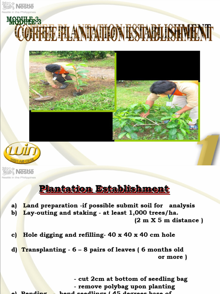 Coffee Establishment | PDF | Horticulture | Trees