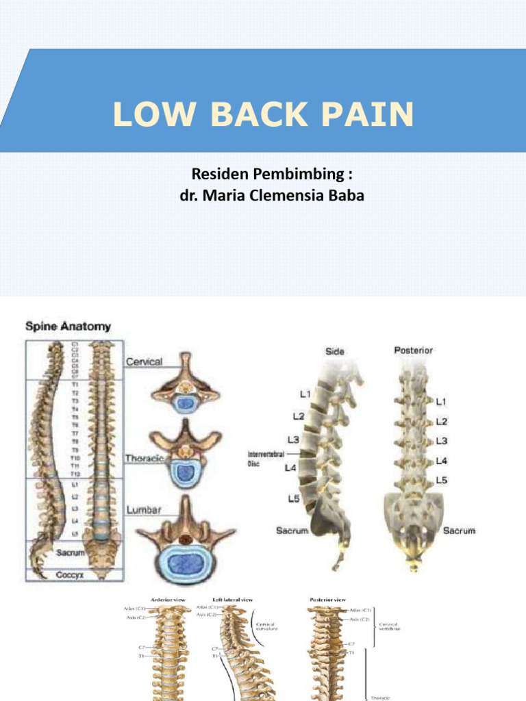 Low Back Pain | PDF | Back Pain | Nervous System