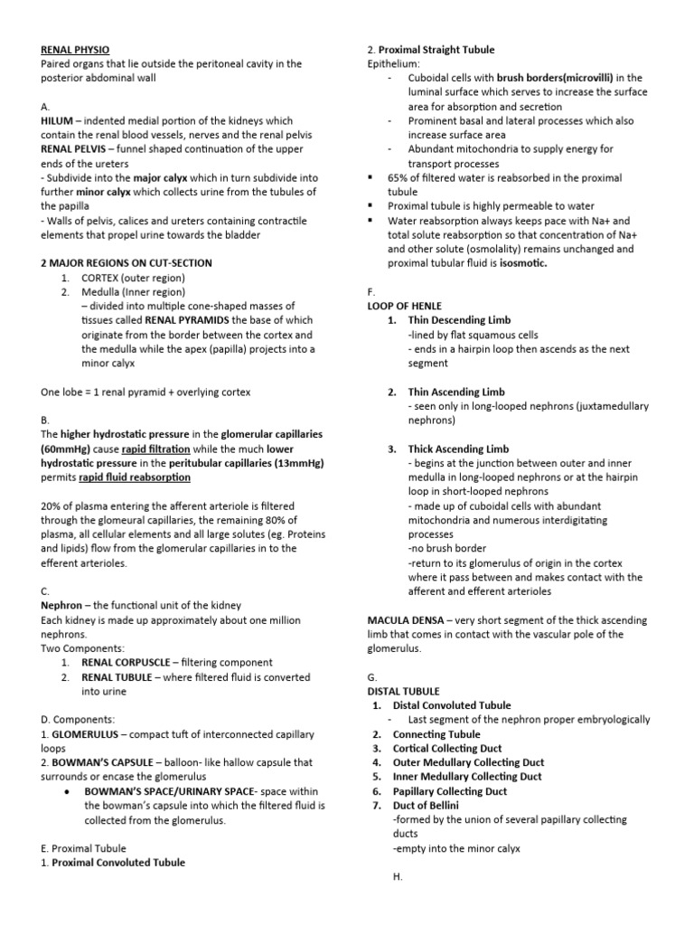 Renal Physio | PDF | Kidney | Anatomy