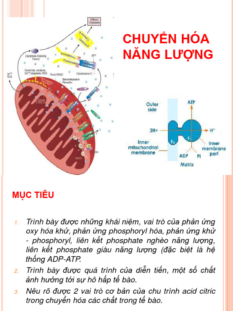 8.chuyen Hoa Nang Luong | PDF