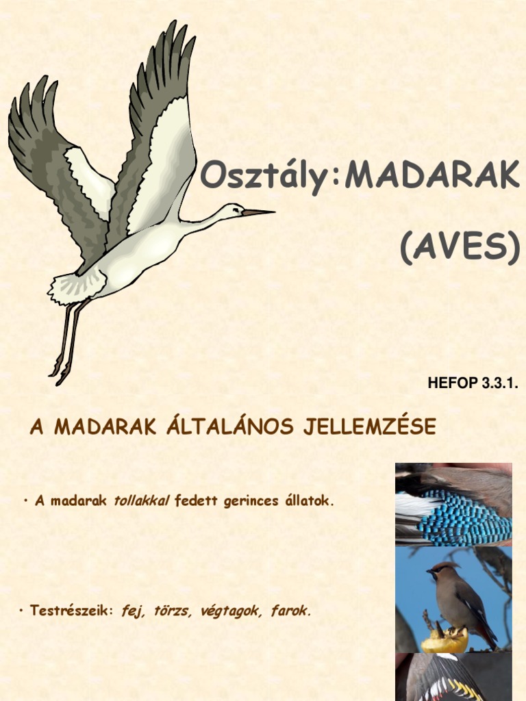 Madarak | PDF
