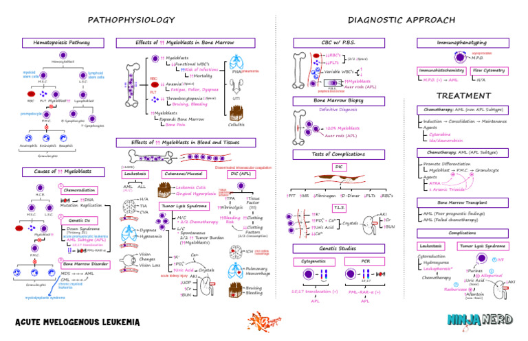 Hematology Pathology - 004) Acute Myelogenous Leukemia (AML) (Illustrations - Key) | PDF ...