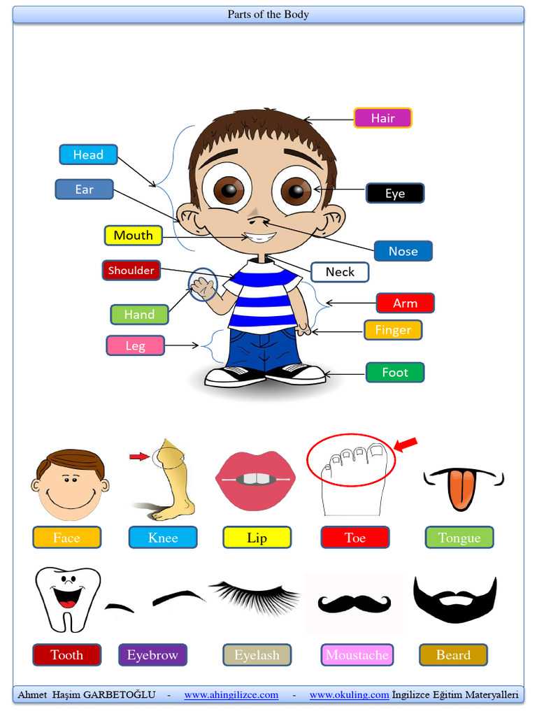 Parts of The Body Worksheet 1 | PDF