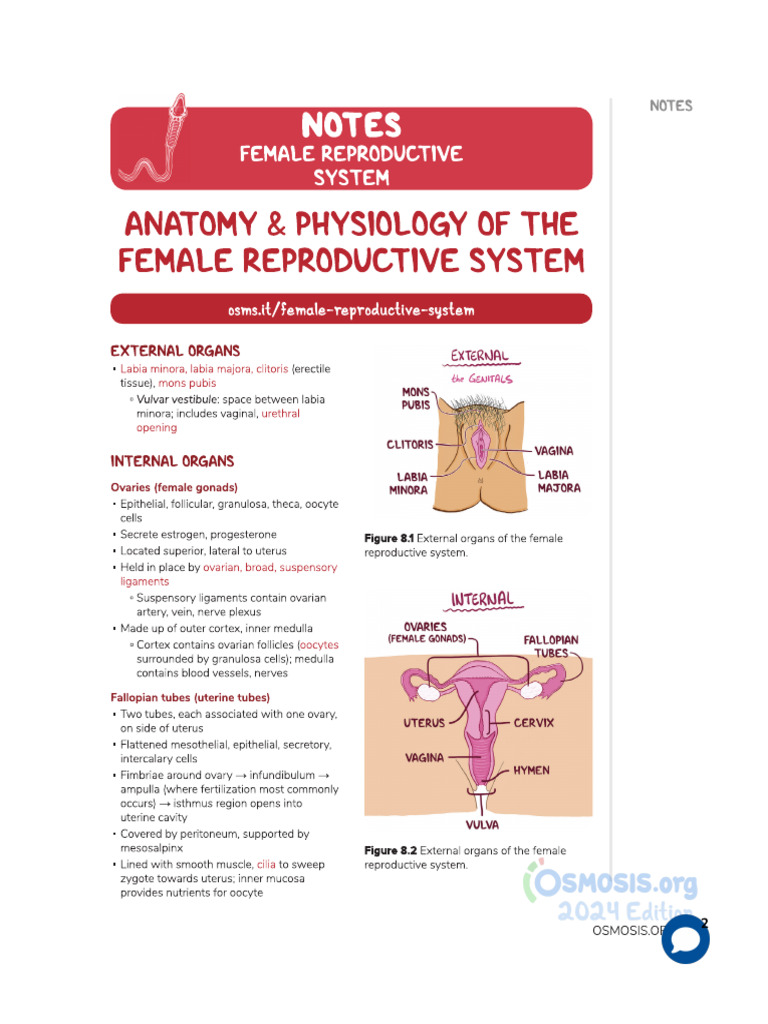 Female Reproductive System Notes - Diagrams & Illustrations - Osmosis | PDF