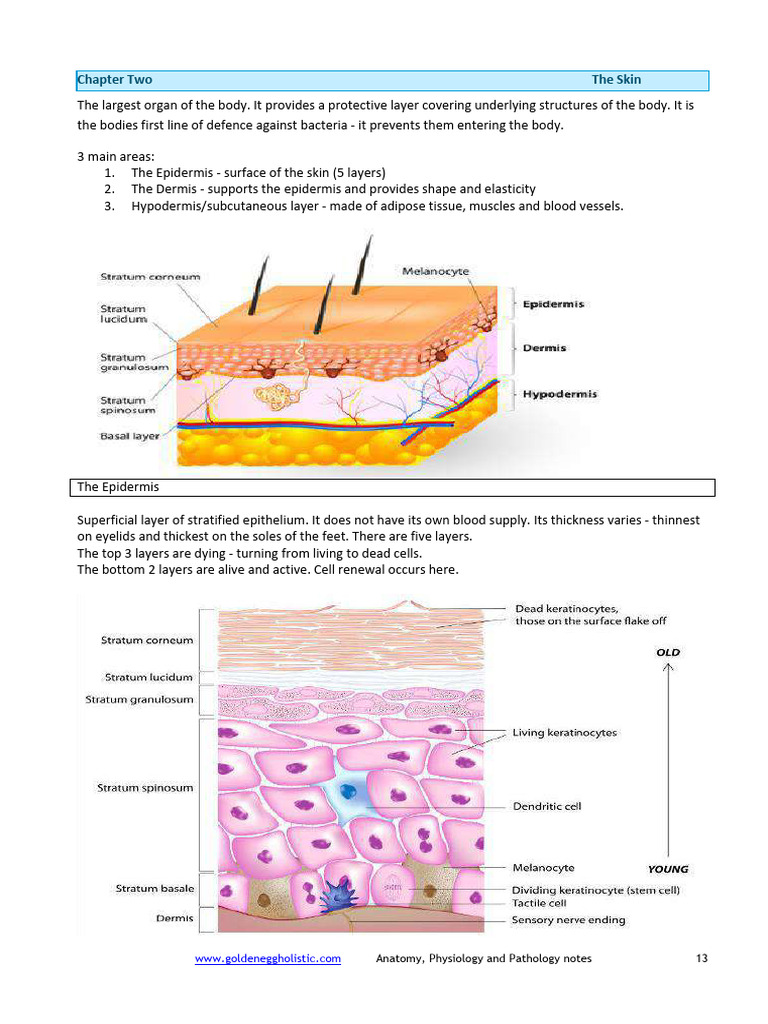 The Skin Notes | PDF | Skin | Epidermis