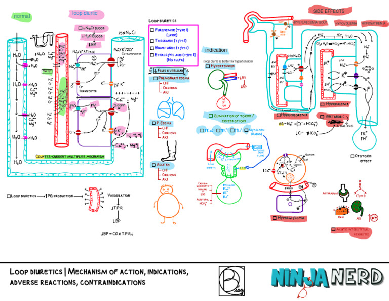 Cardiovascular Pharmacology) 10 Loop Diuretics - Key | PDF | Clinical Medicine | Drugs