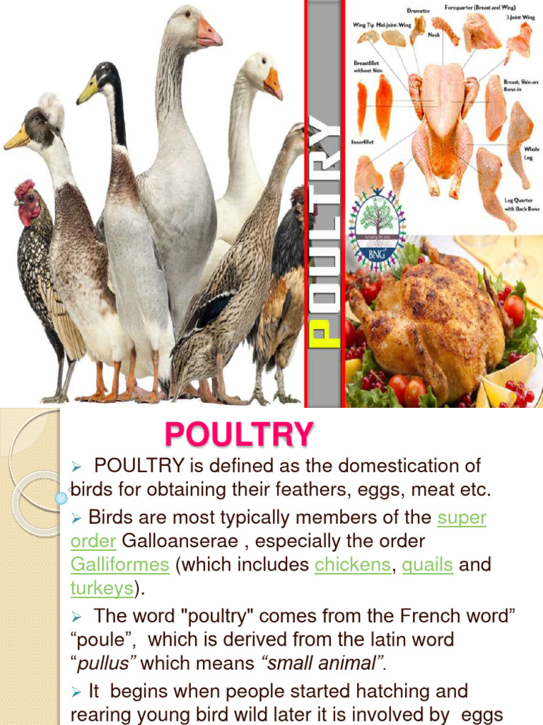 Foodscience Poultry 171101185821 | PDF | Chicken | Animal Slaughter